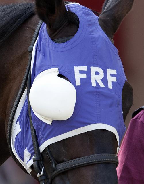 El uso de las Gringolas en el Caballo de Carrera (Parte 1) :: El ...