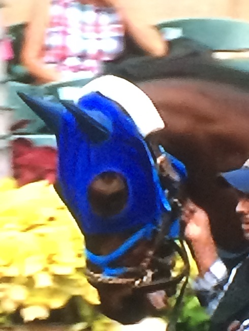 El uso de las gringolas en el Caballo de Carrera (Parte 2) :: El ...