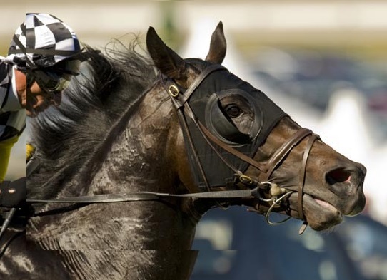 El uso de las gringolas en el Caballo de Carrera (Parte 2) :: El ...